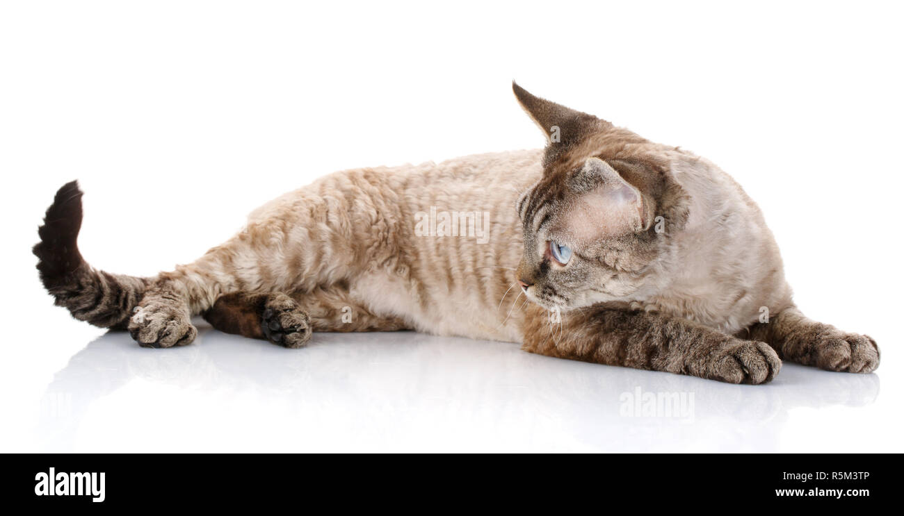 gray devon rex cat with big ears lying on white Stock Photo - Alamy