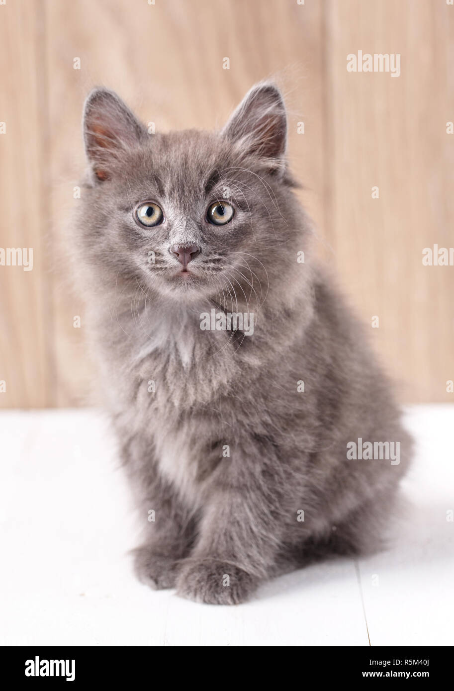 Kurilian Bobtail cat portrait Stock Photo - Alamy