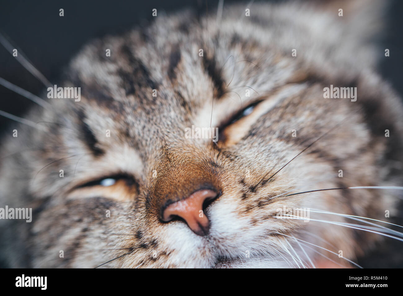 cute sleeping cat portrait Stock Photo - Alamy