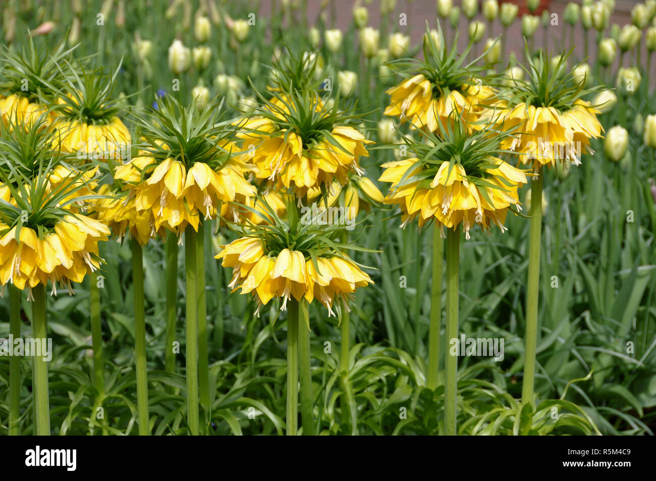 White hyacinth crown hi-res stock photography and images - Alamy