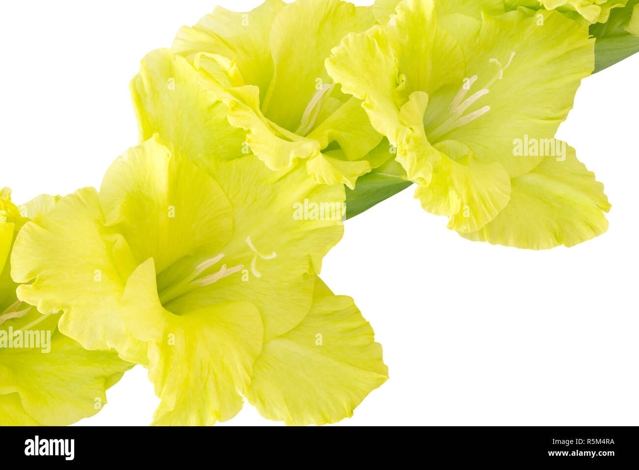 single yellow gladiolus (gladiolus) on white background Stock Photo - Alamy