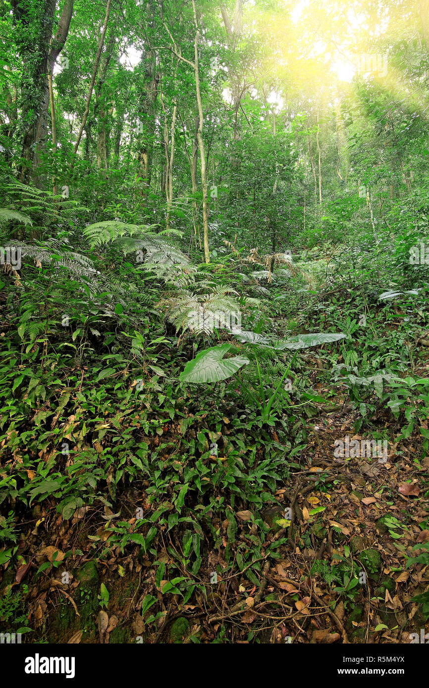 tree forest during spring Stock Photo - Alamy