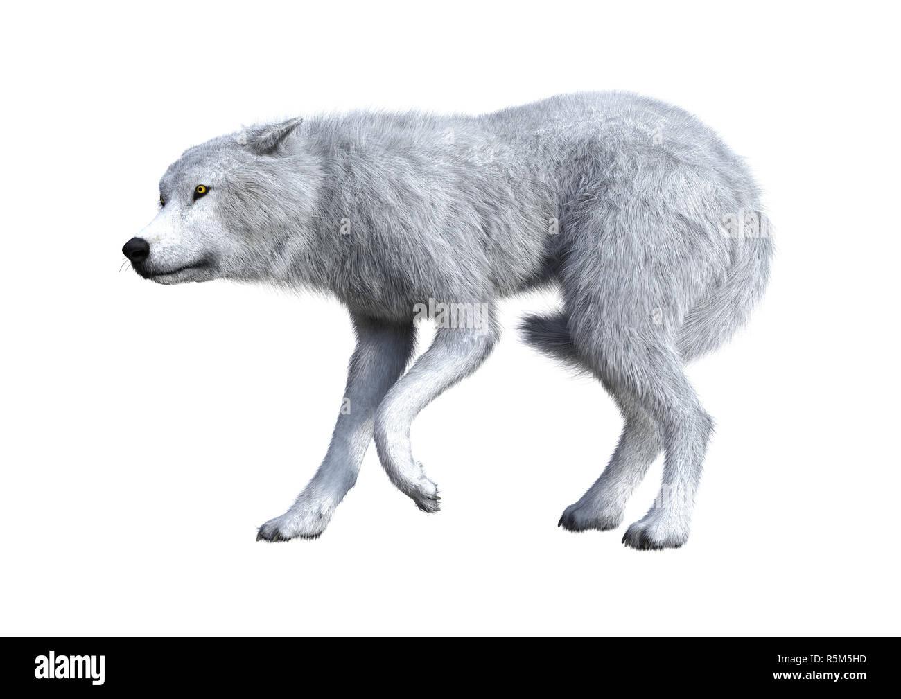 3D Rendering Arctic Wolf on White Stock Photo - Alamy