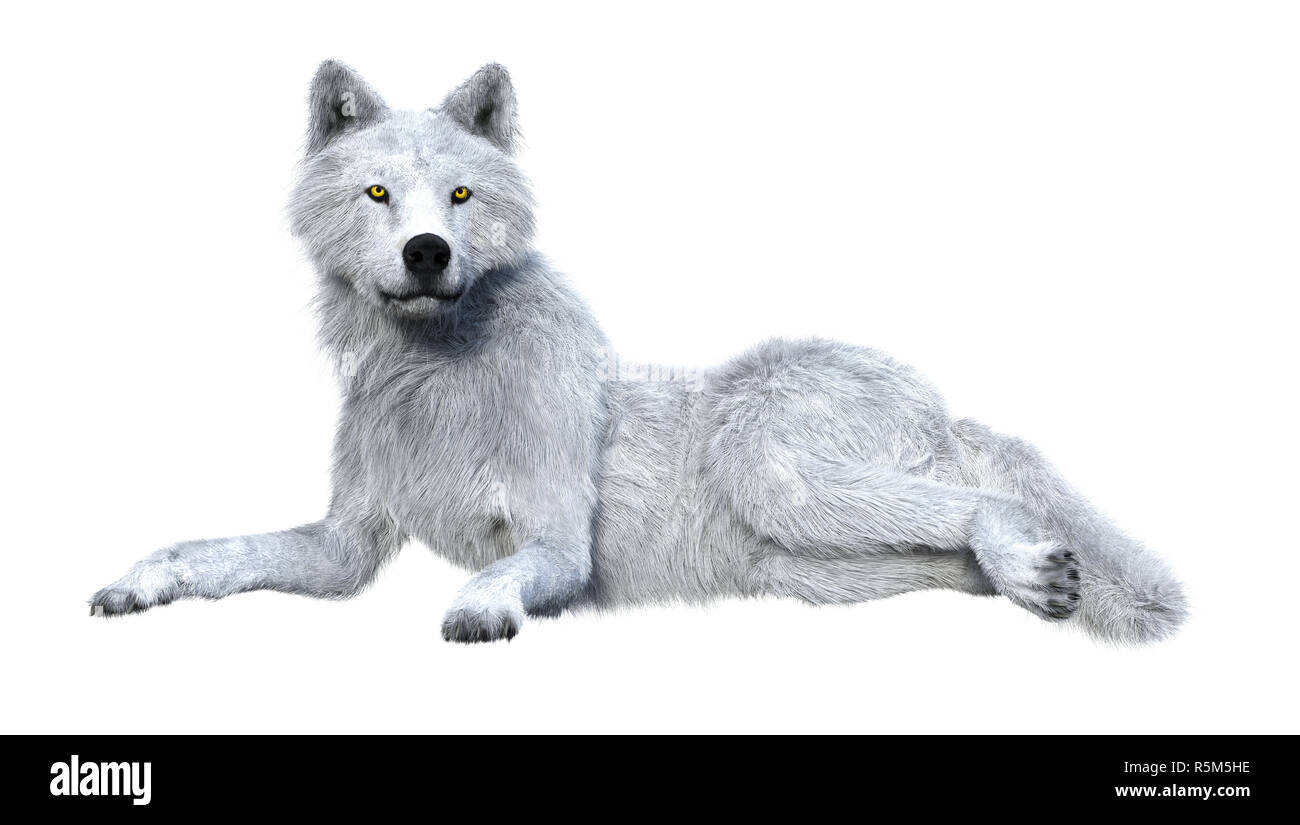 Arctic wolf relaxing on hi-res stock photography and images - Alamy