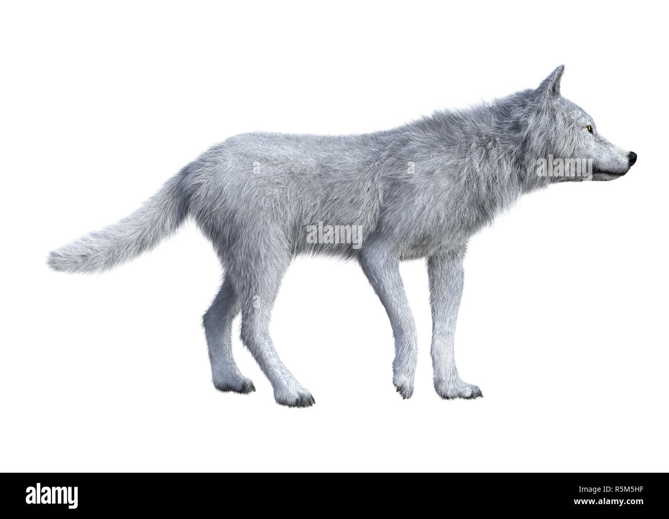3D Rendering Arctic Wolf on White Stock Photo - Alamy