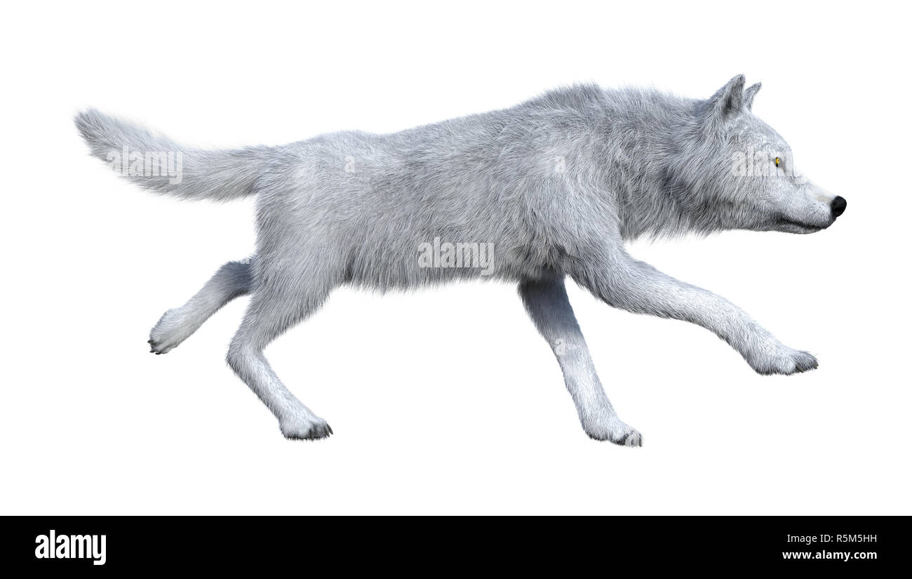 3D Rendering Arctic Wolf on White Stock Photo - Alamy