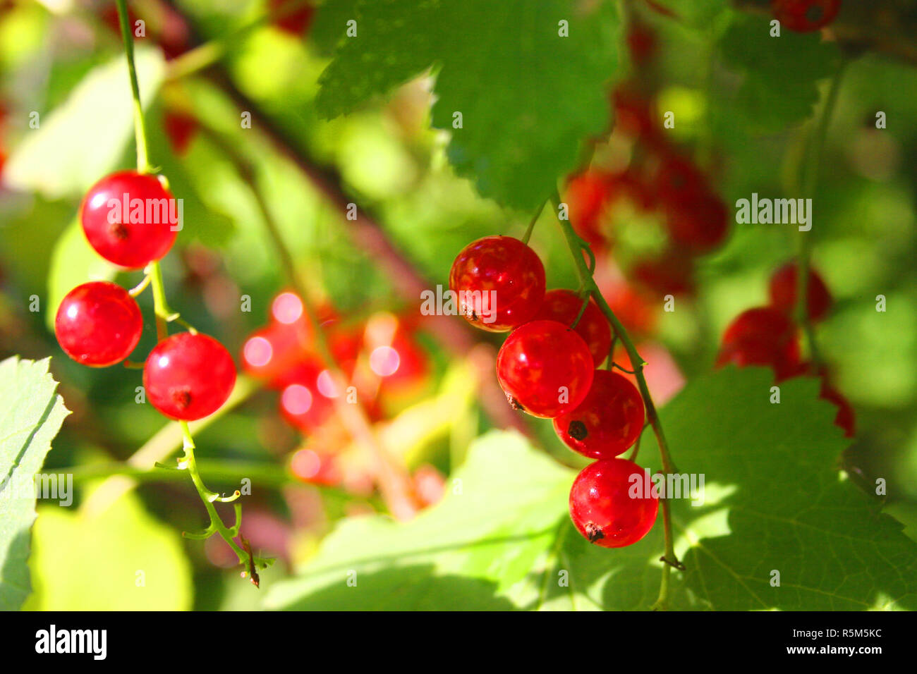 red berries close-up Stock Photo - Alamy