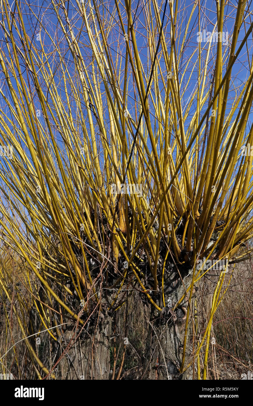 Willow rods hi-res stock photography and images - Alamy
