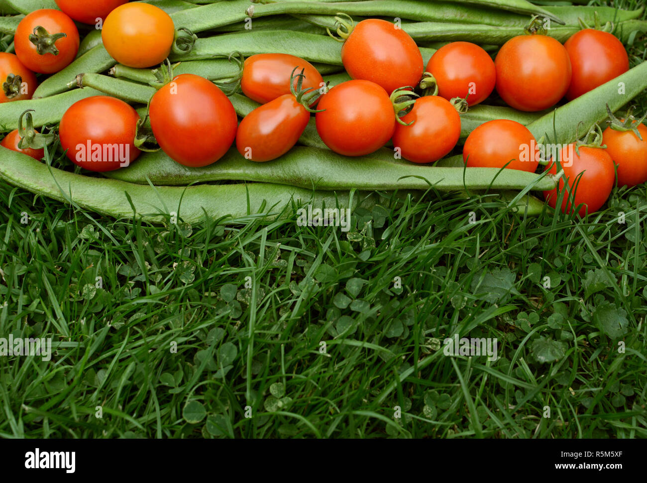 Runner bean row hi-res stock photography and images - Alamy