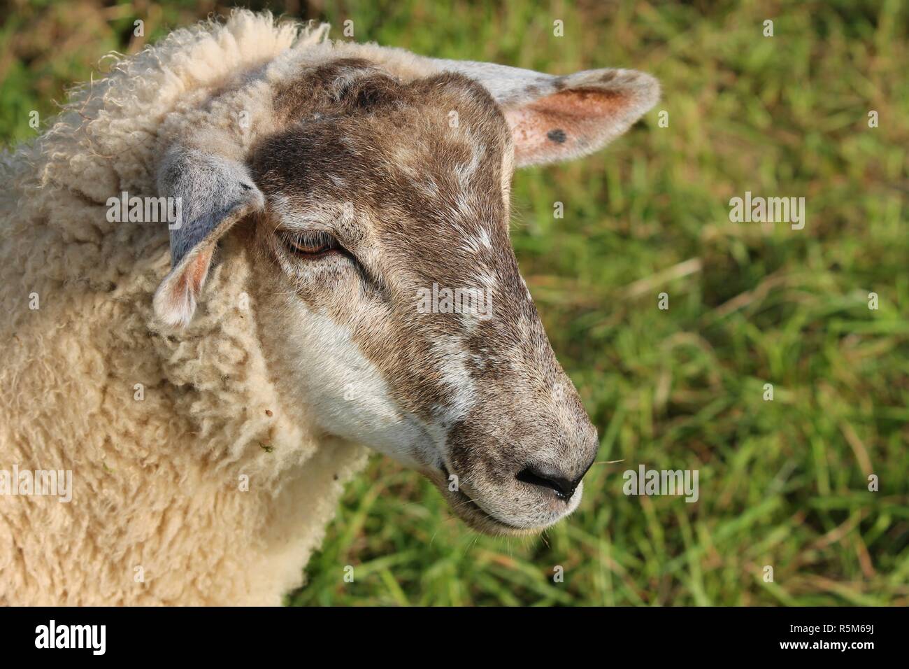 sheep in the portrait Stock Photo - Alamy