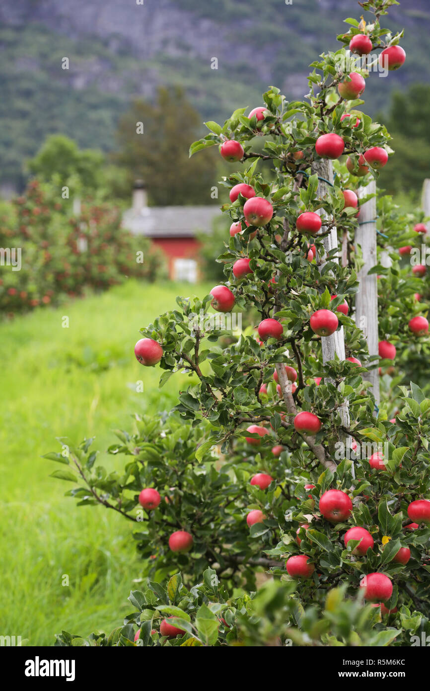 Apple tree Lofthus Stock Photo - Alamy