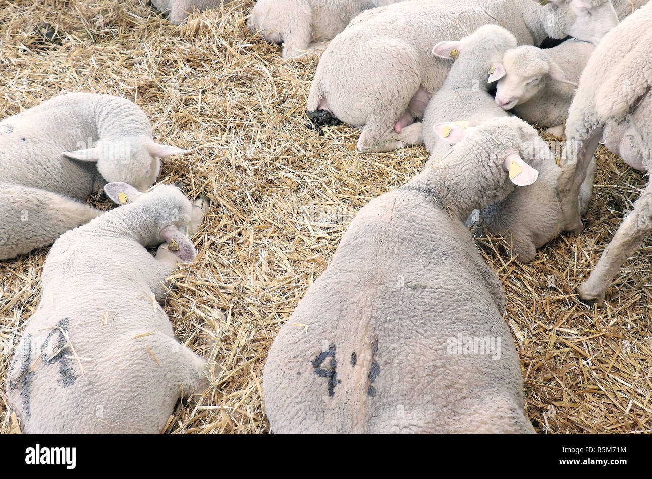 Sheep inside hi-res stock photography and images - Alamy