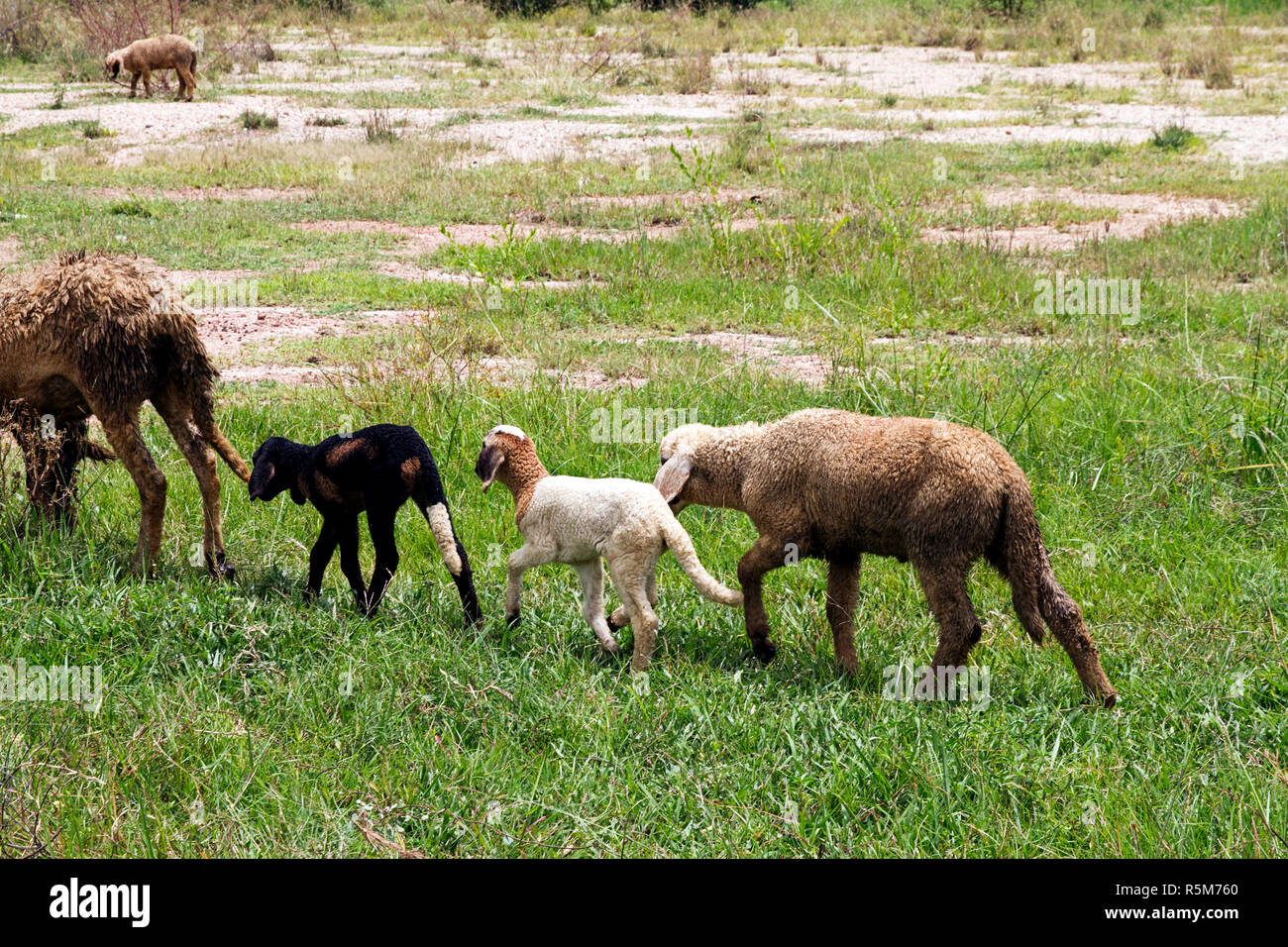 Following sheep hi-res stock photography and images - Alamy