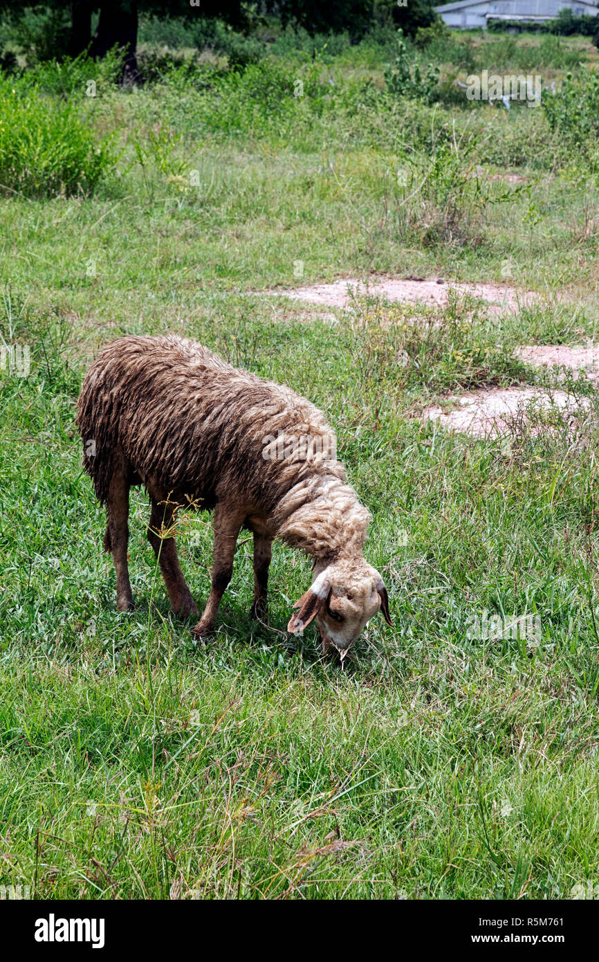 sheep grazing farm grass rural Stock Photo - Alamy