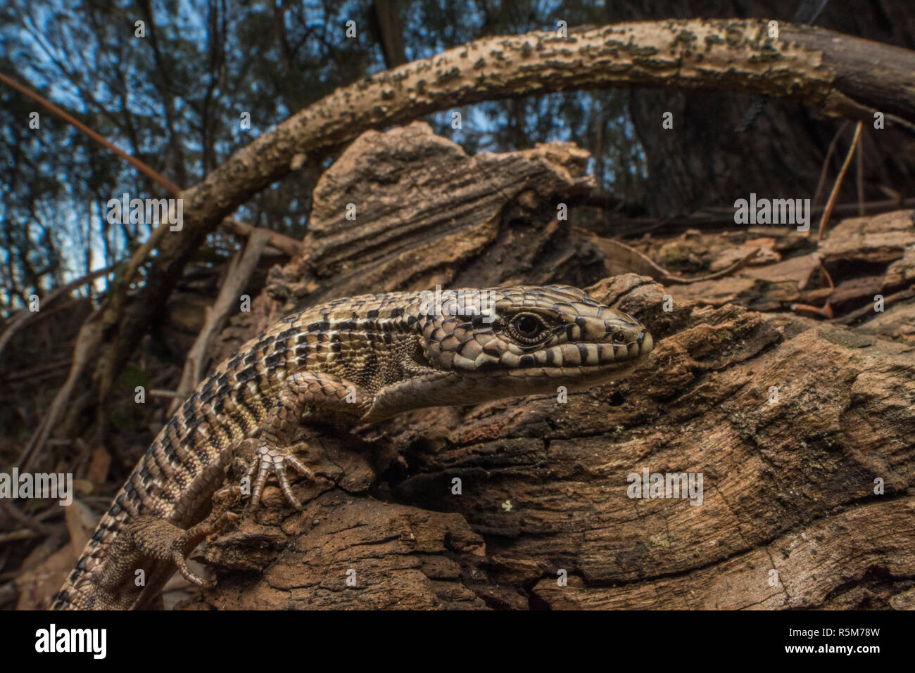 San Francisco Alligator Lizard (Elgaria coerulea coerulea), a ...