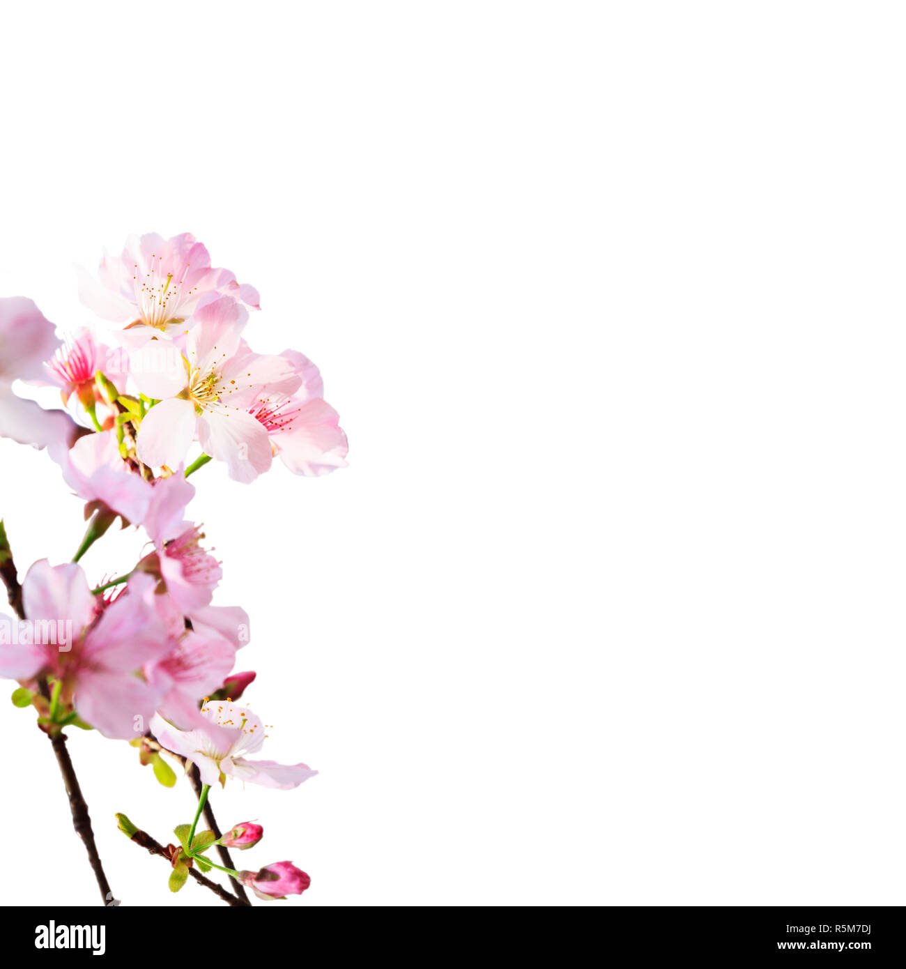 Realistic imitation Cut Out Stock Images & Pictures - Alamy