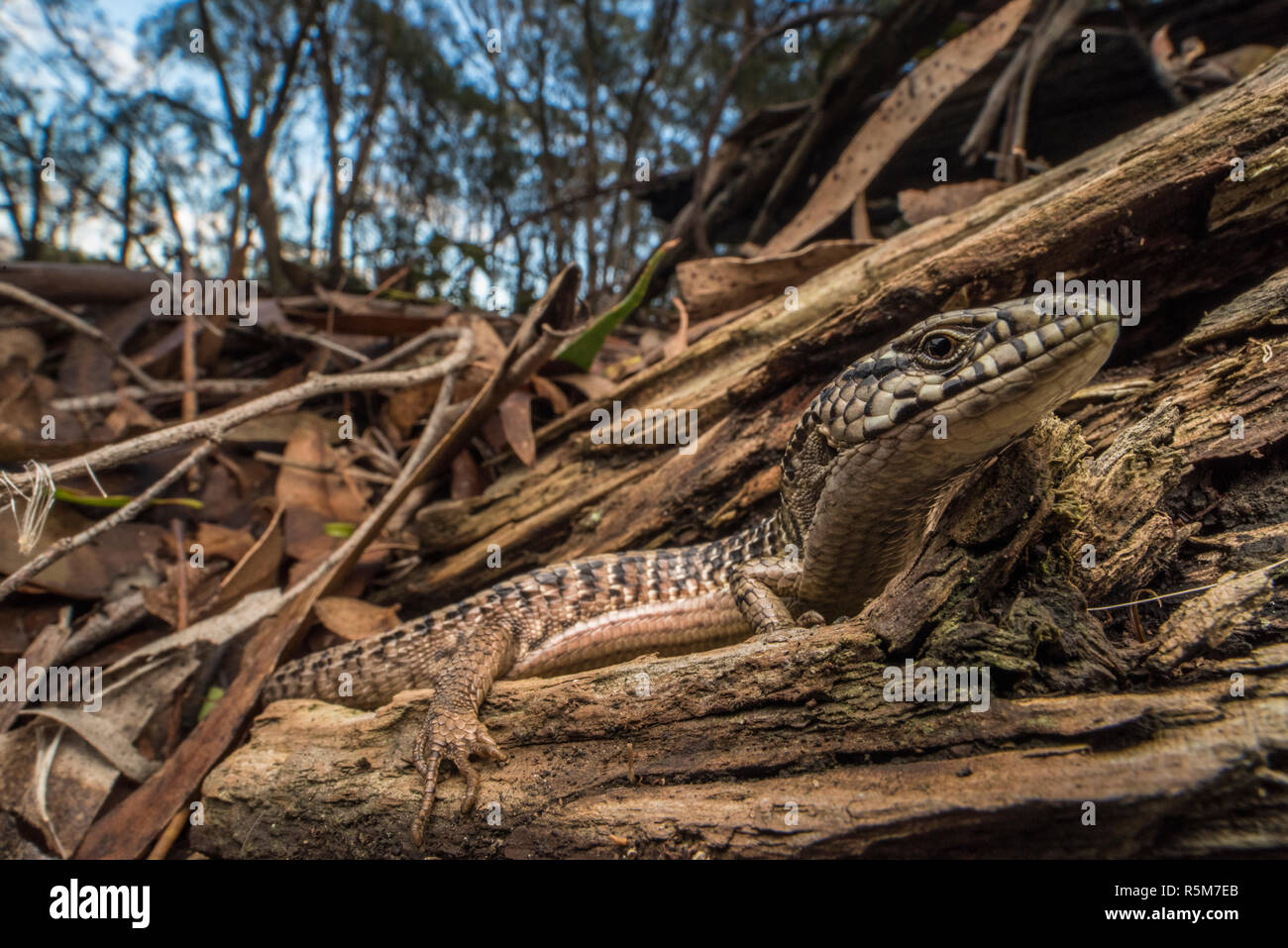 San Francisco Alligator Lizard (Elgaria coerulea coerulea), a ...