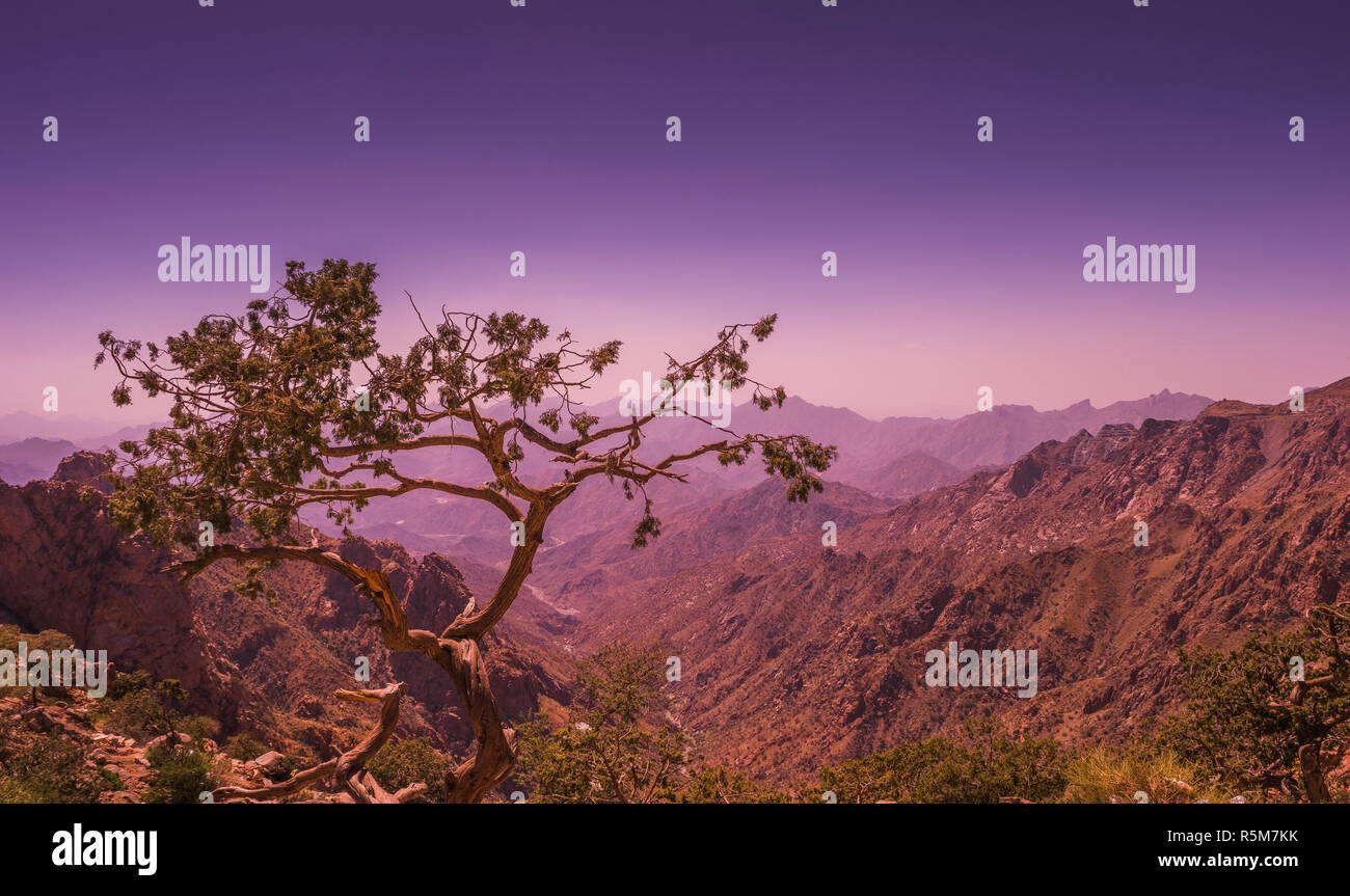 a solitary tree looking after a valley in Taif Mountains area in saudi ...