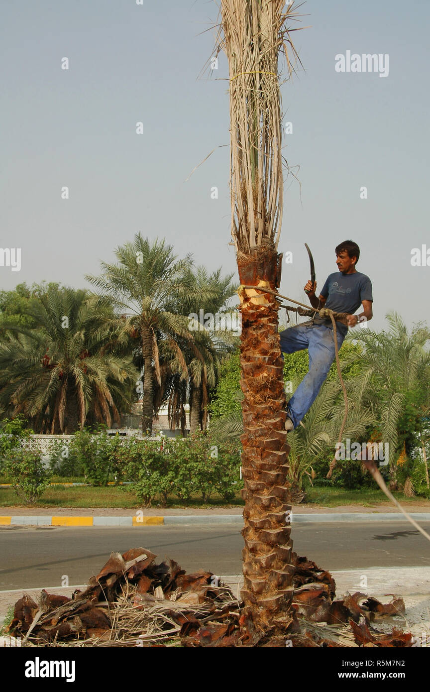 Cutting off dead parts and generally tidying up the appearance of this ...