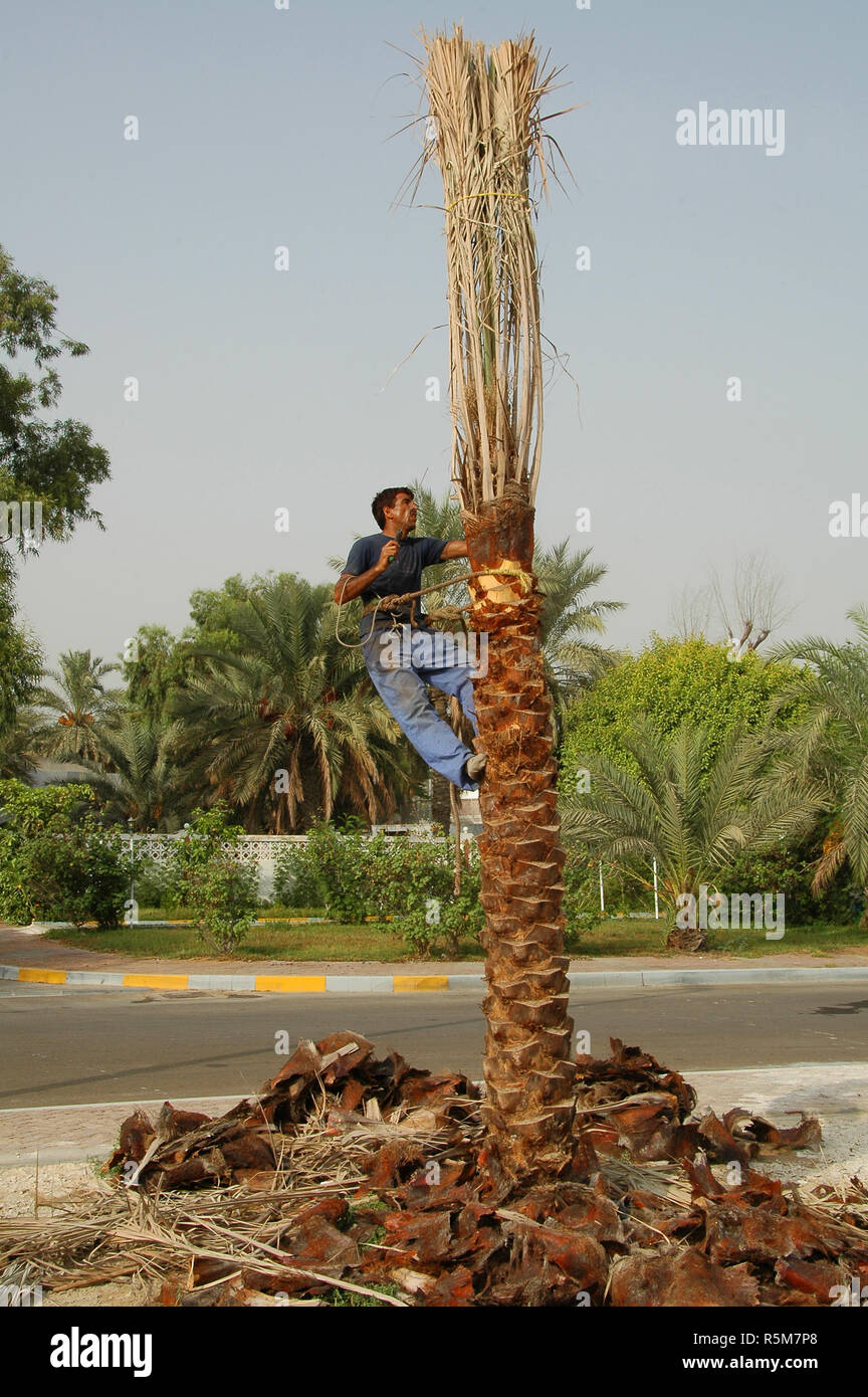 Cutting off dead parts and generally tidying up the appearance of this ...