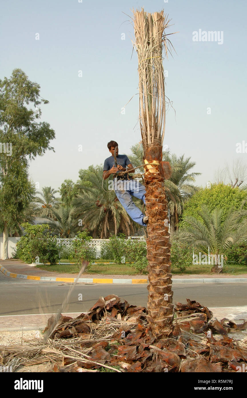 Cutting off dead parts and generally tidying up the appearance of this ...