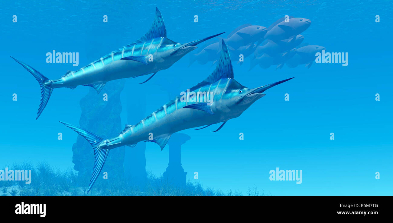 Marlin underwater hi-res stock photography and images - Alamy