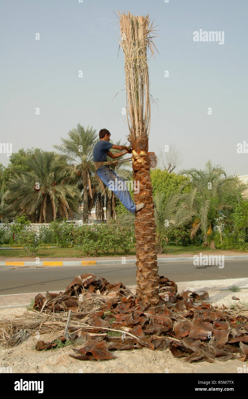 Cutting off dead parts and generally tidying up the appearance of this ...