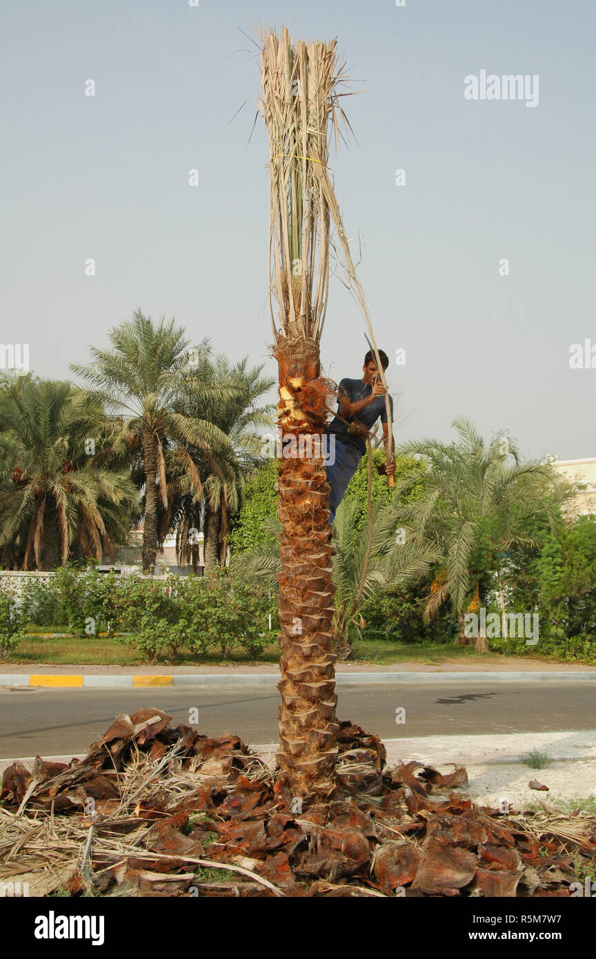 Cutting off dead parts and generally tidying up the appearance of this ...