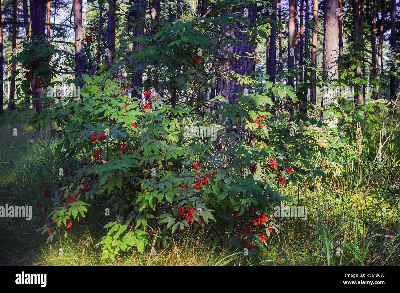 Red Elderberry Shrub Stock Photo - Alamy