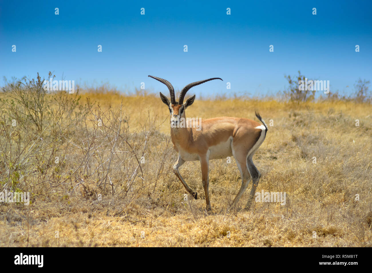 Gazelle the curious look Stock Photo - Alamy