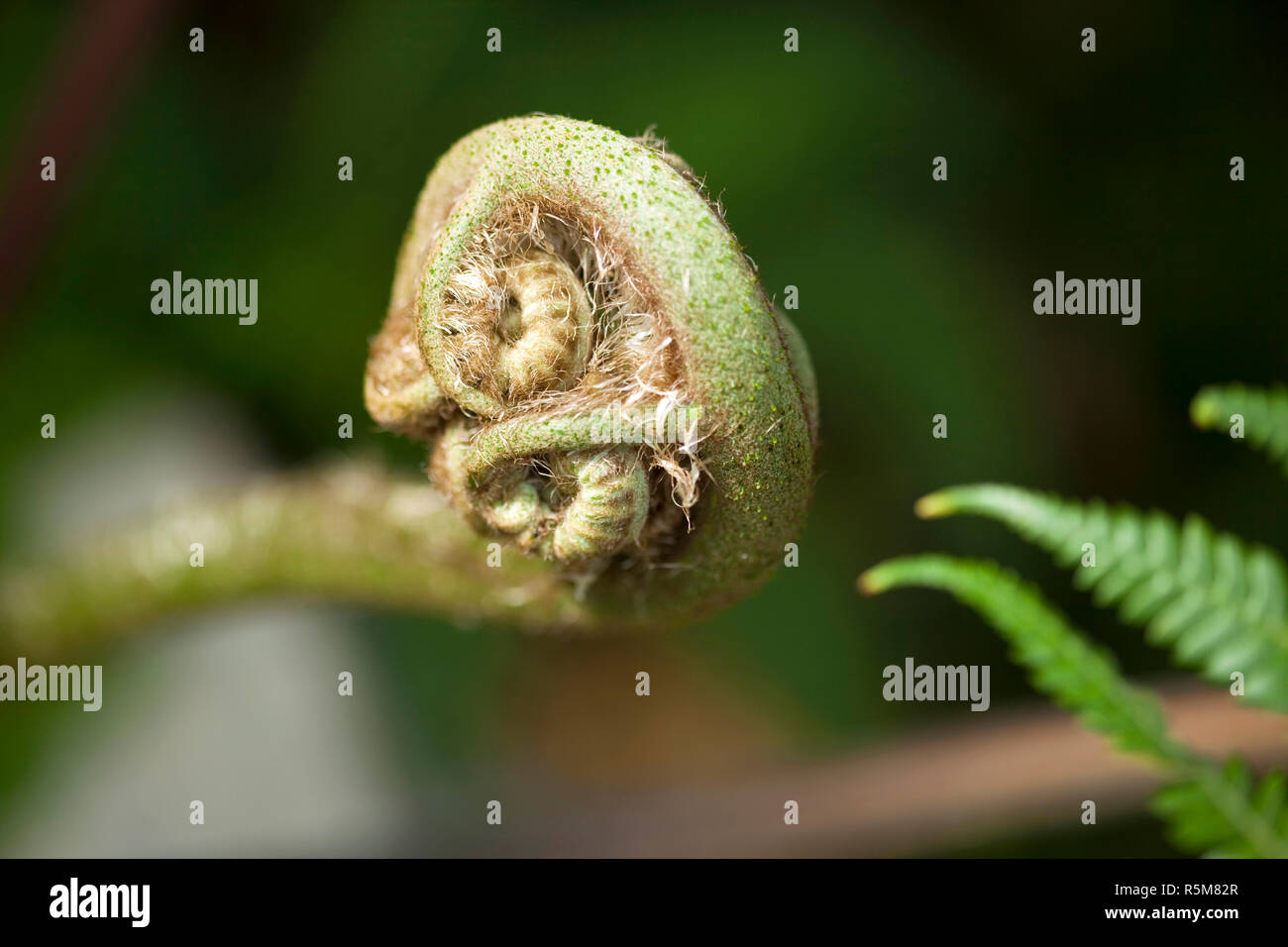 Macro of a fern growing in the woods Stock Photo - Alamy