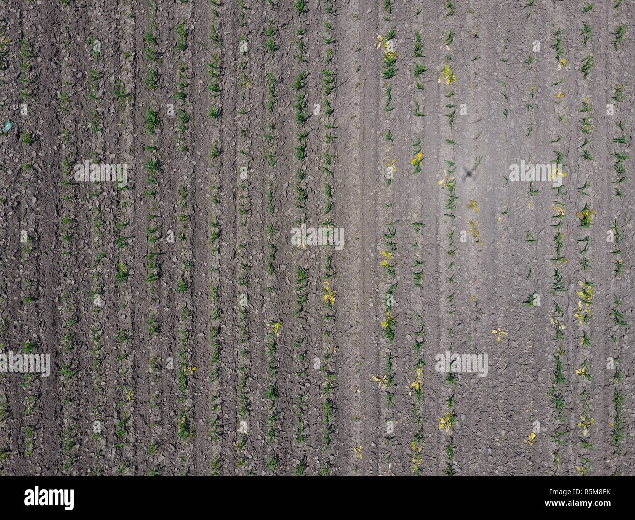 Seedlings of corn. Field of young corn. Shoots of corn on the field ...