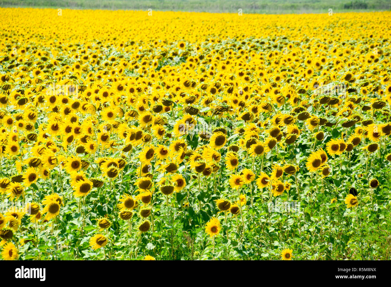 field of blooming sunflowers. Flowering sunflowers in the field ...