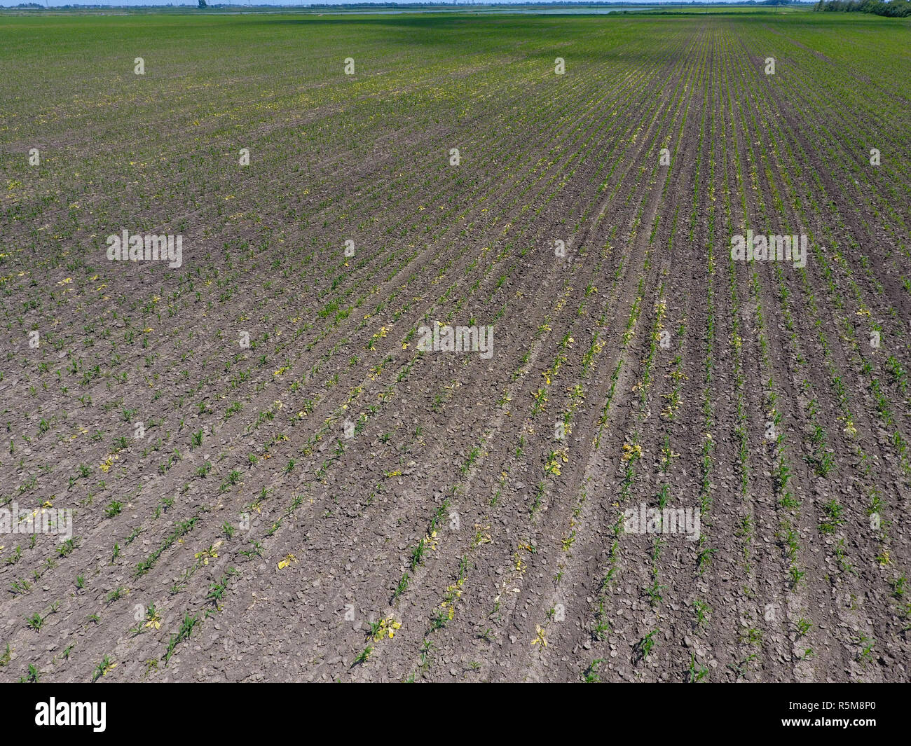 Seedlings of corn. Field of young corn. Shoots of corn on the field ...