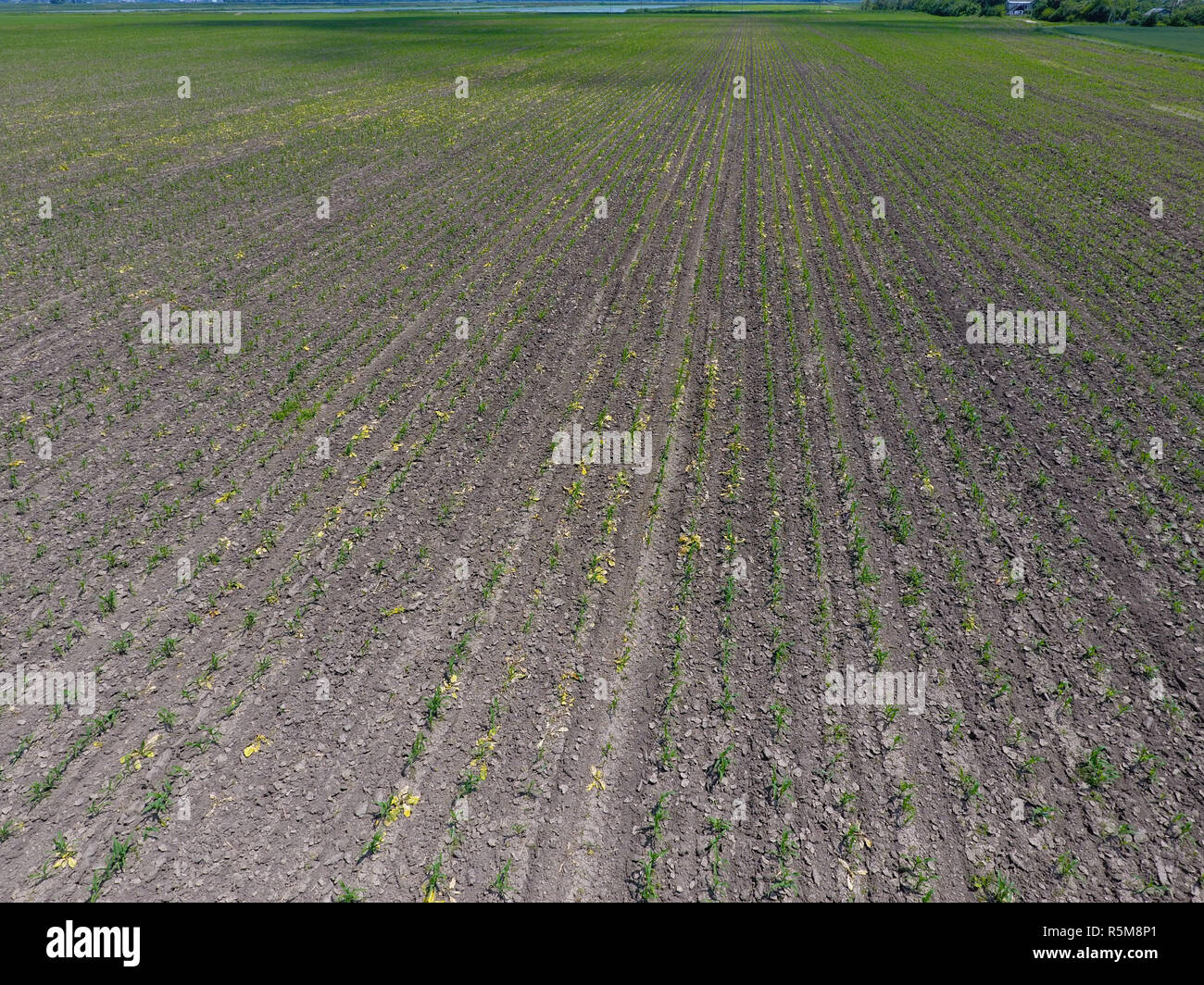 Seedlings of corn. Field of young corn. Shoots of corn on the field ...