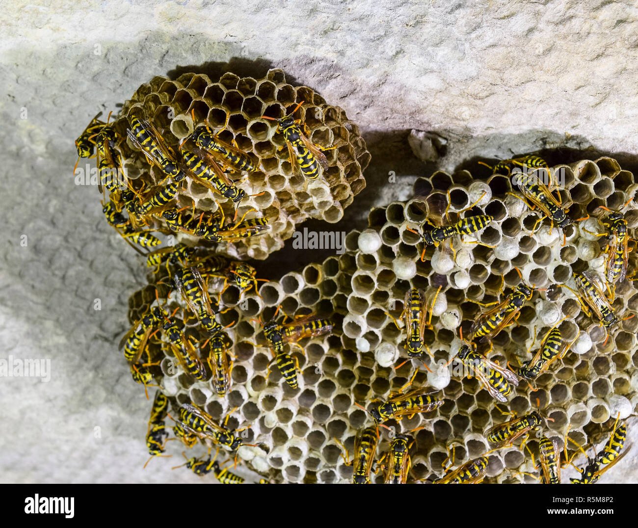 Wasps polist hi-res stock photography and images - Alamy