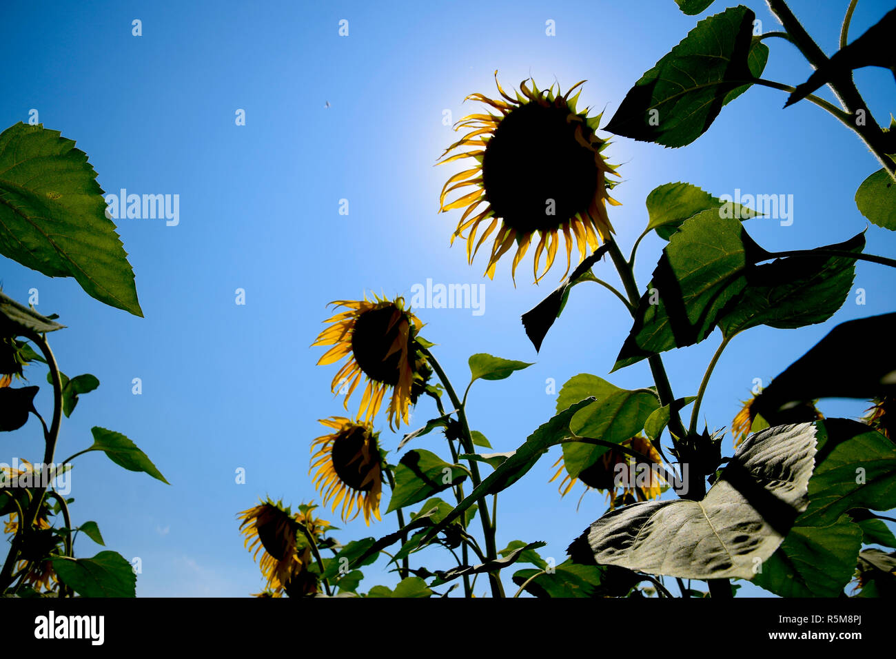 A view from below on blooming sunflowers. Sunflower field Stock Photo ...