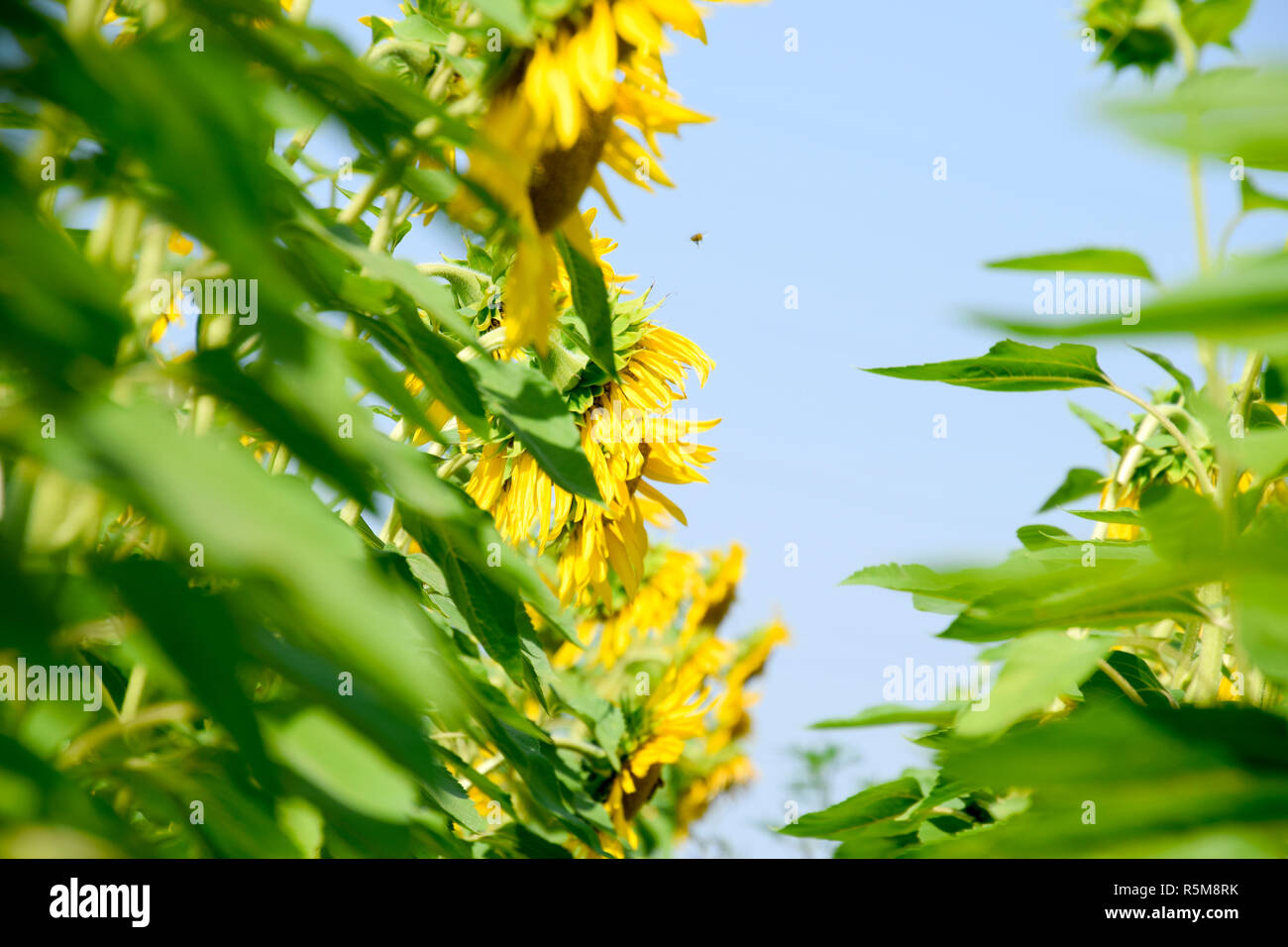 Immense field of sunflowers hi-res stock photography and images - Alamy