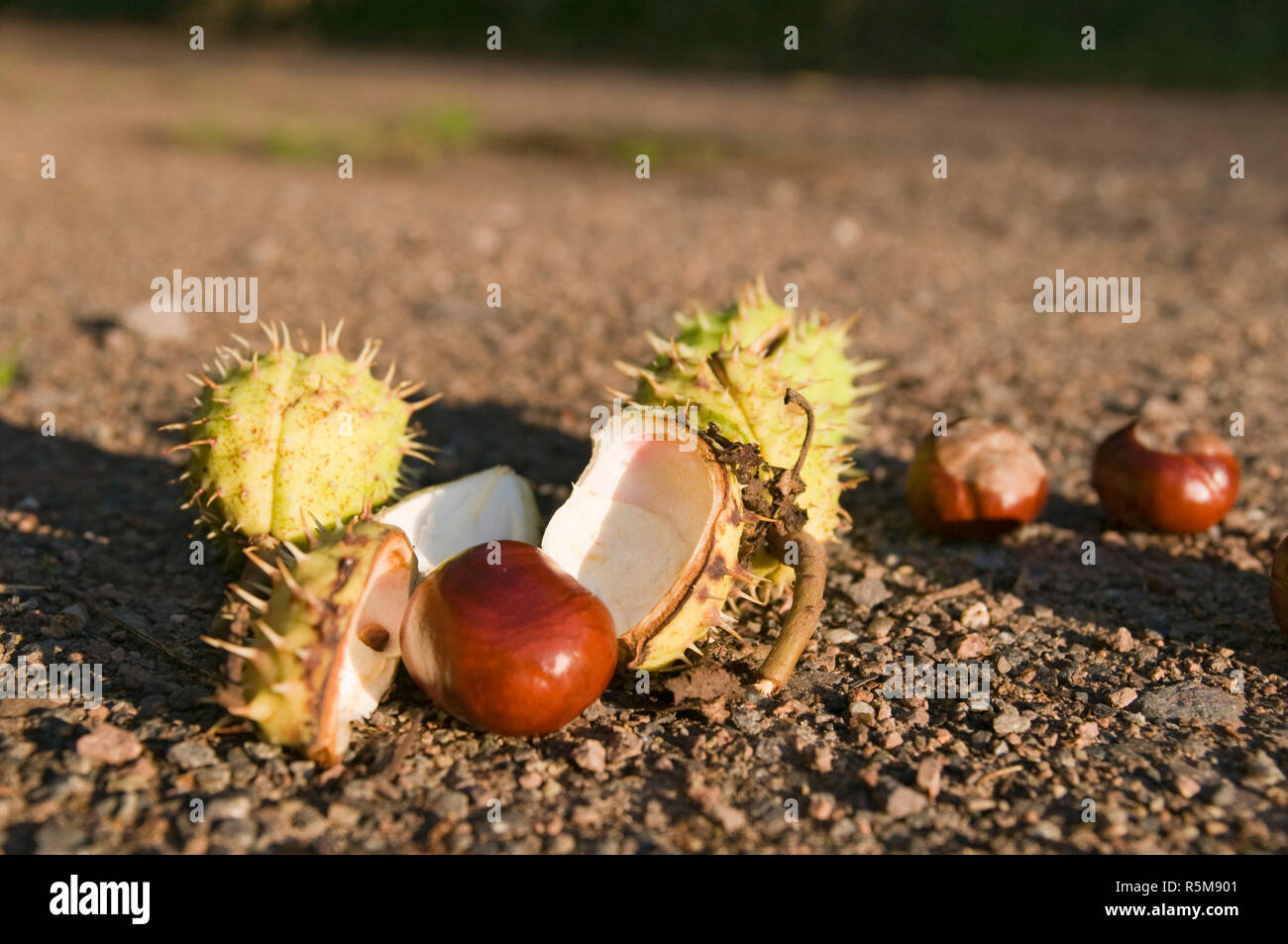 chestnuts fall on the ground Stock Photo - Alamy