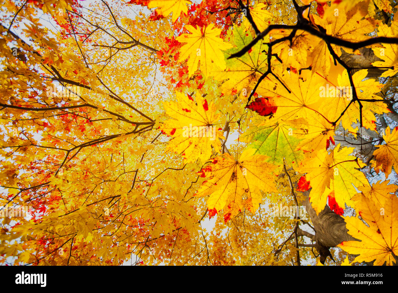 easy picture beautiful maple autumn landscape background Stock Photo ...
