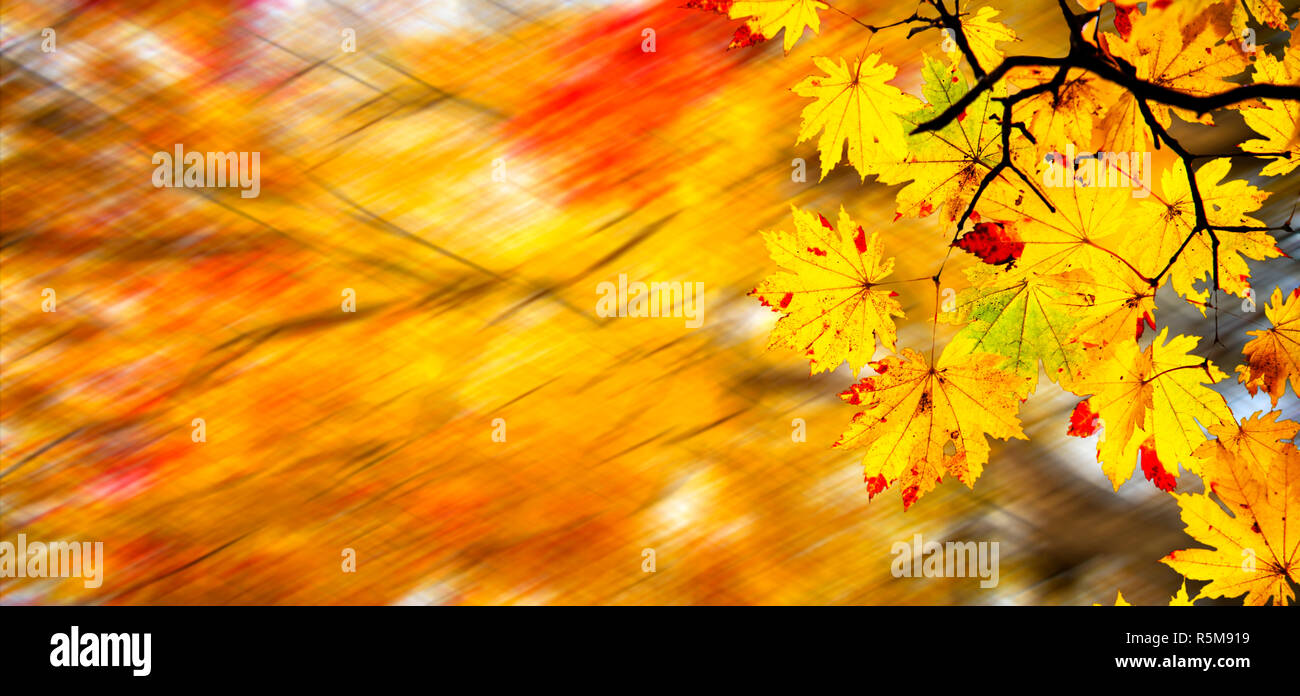 easy picture beautiful maple autumn landscape background Stock Photo ...