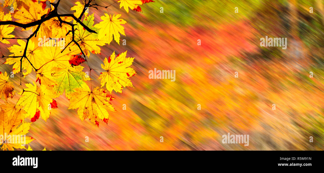 easy picture beautiful maple autumn landscape background Stock Photo ...