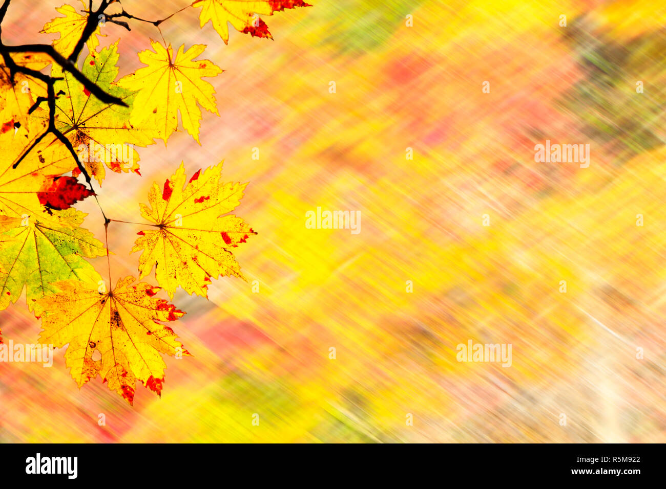 easy picture beautiful maple autumn landscape background Stock Photo ...