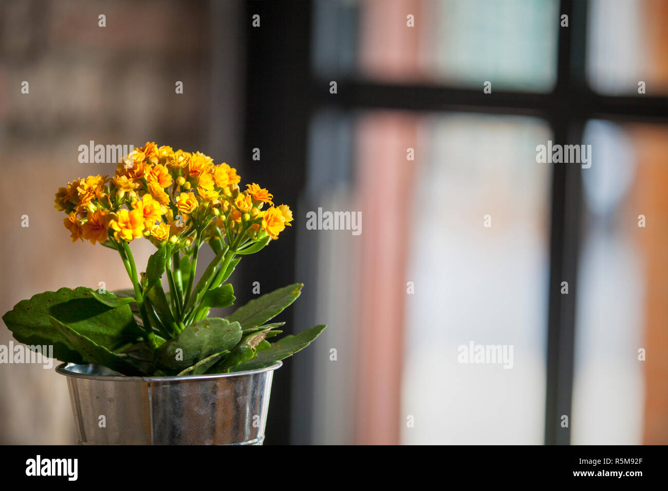 beautiful flower beside the window with nice color Stock Photo - Alamy