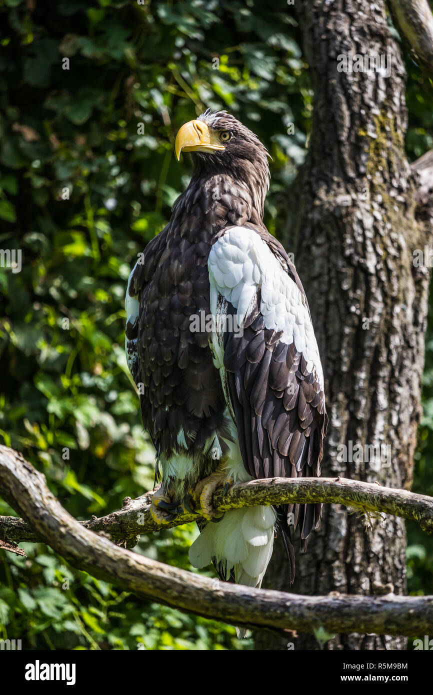 Eagle protection hi-res stock photography and images - Alamy
