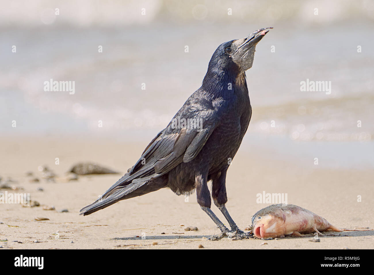 Fish crow on beach hi-res stock photography and images - Alamy