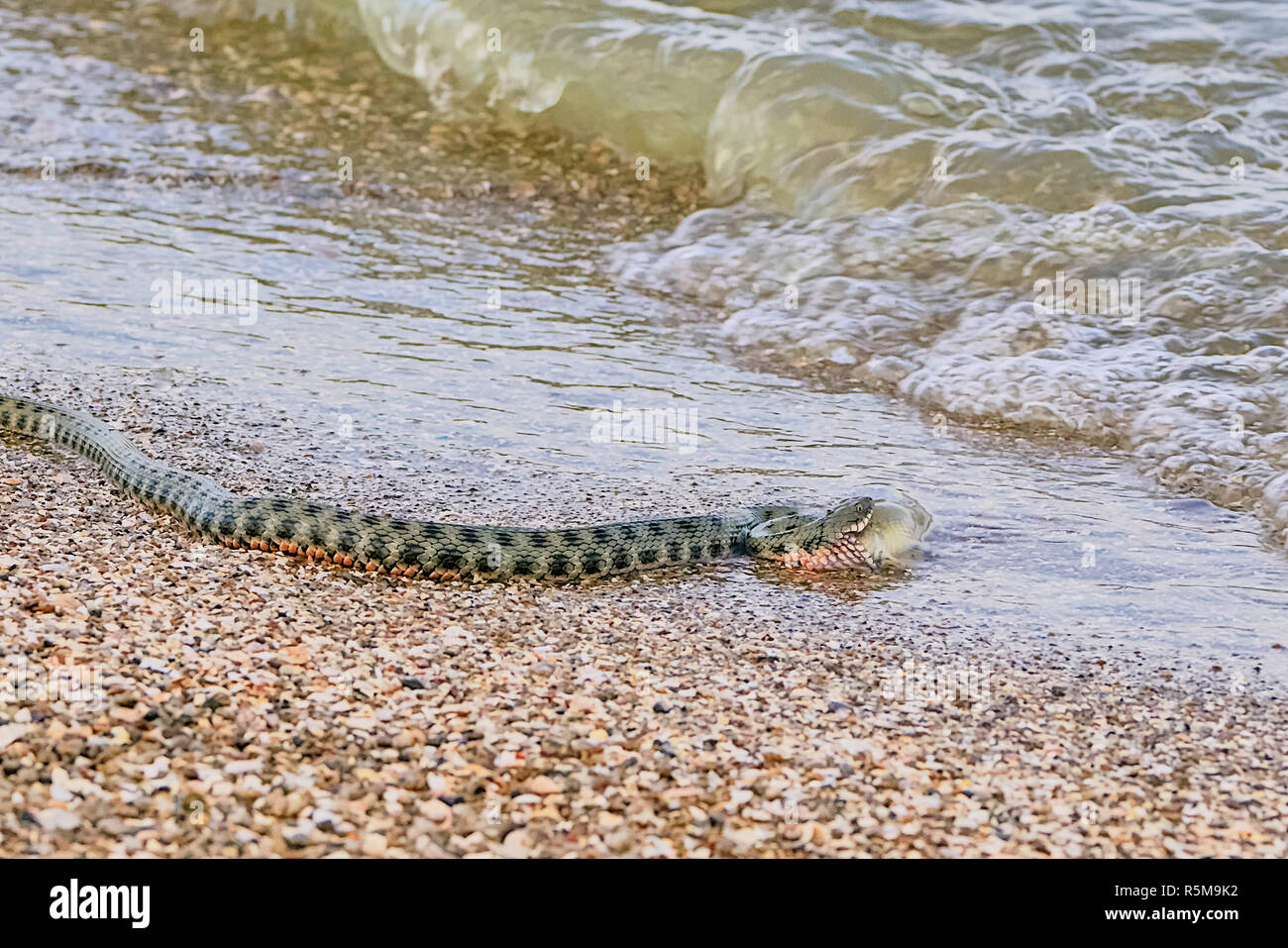 Snake River Natrix reptile Stock Photo - Alamy
