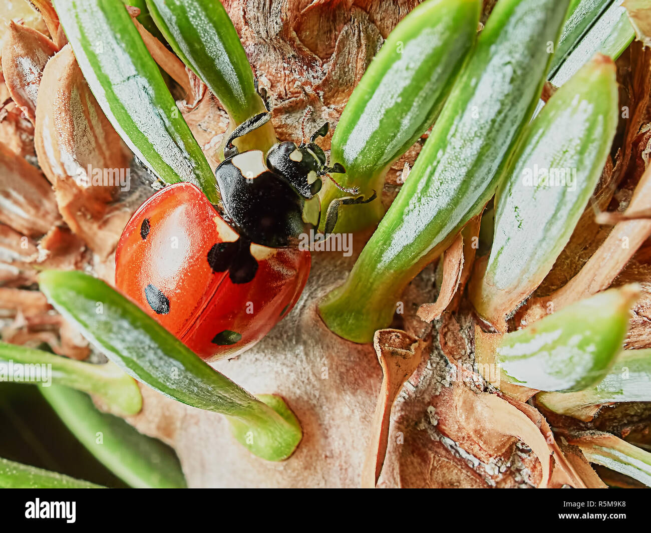Ladybug on a branch Stock Photo - Alamy