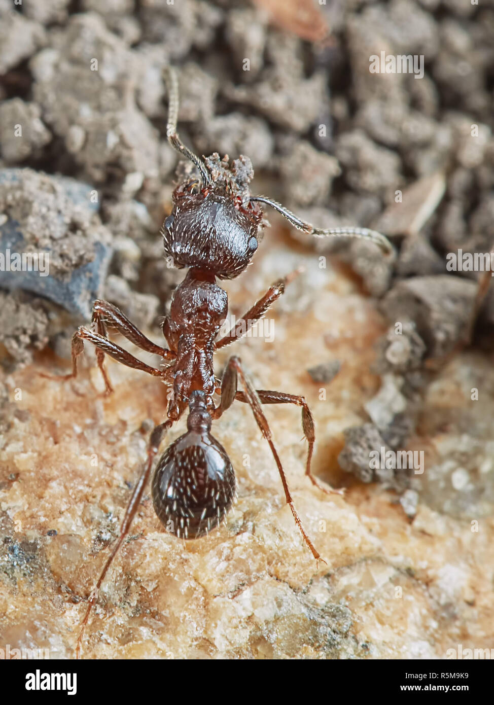 Ant outside in the garden Stock Photo - Alamy