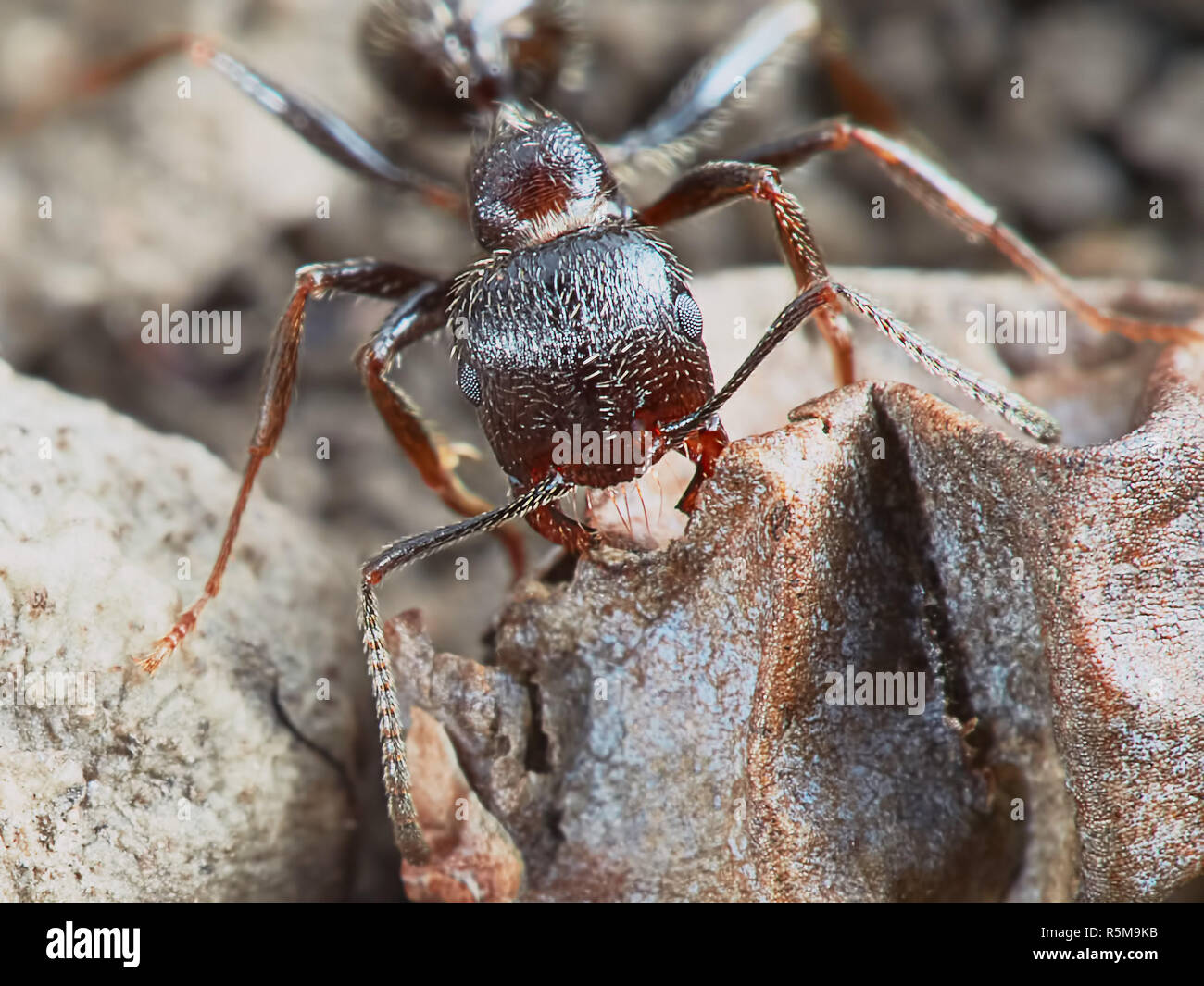 Detail environment enviroment insects hi-res stock photography and ...